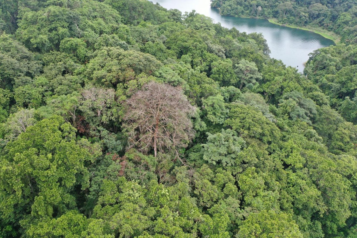 Death by Lightning Is Common for Tropical Trees | Scientific American
