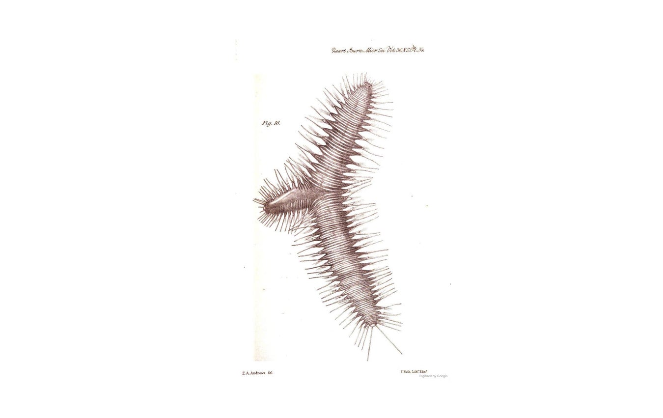 Two-Headed Worms Tell Us Something Fascinating about Evolution ...