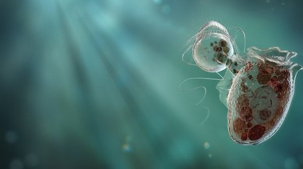 Tiny Creatures, Part Plant and Part Animal, May Control the Fate of the ...