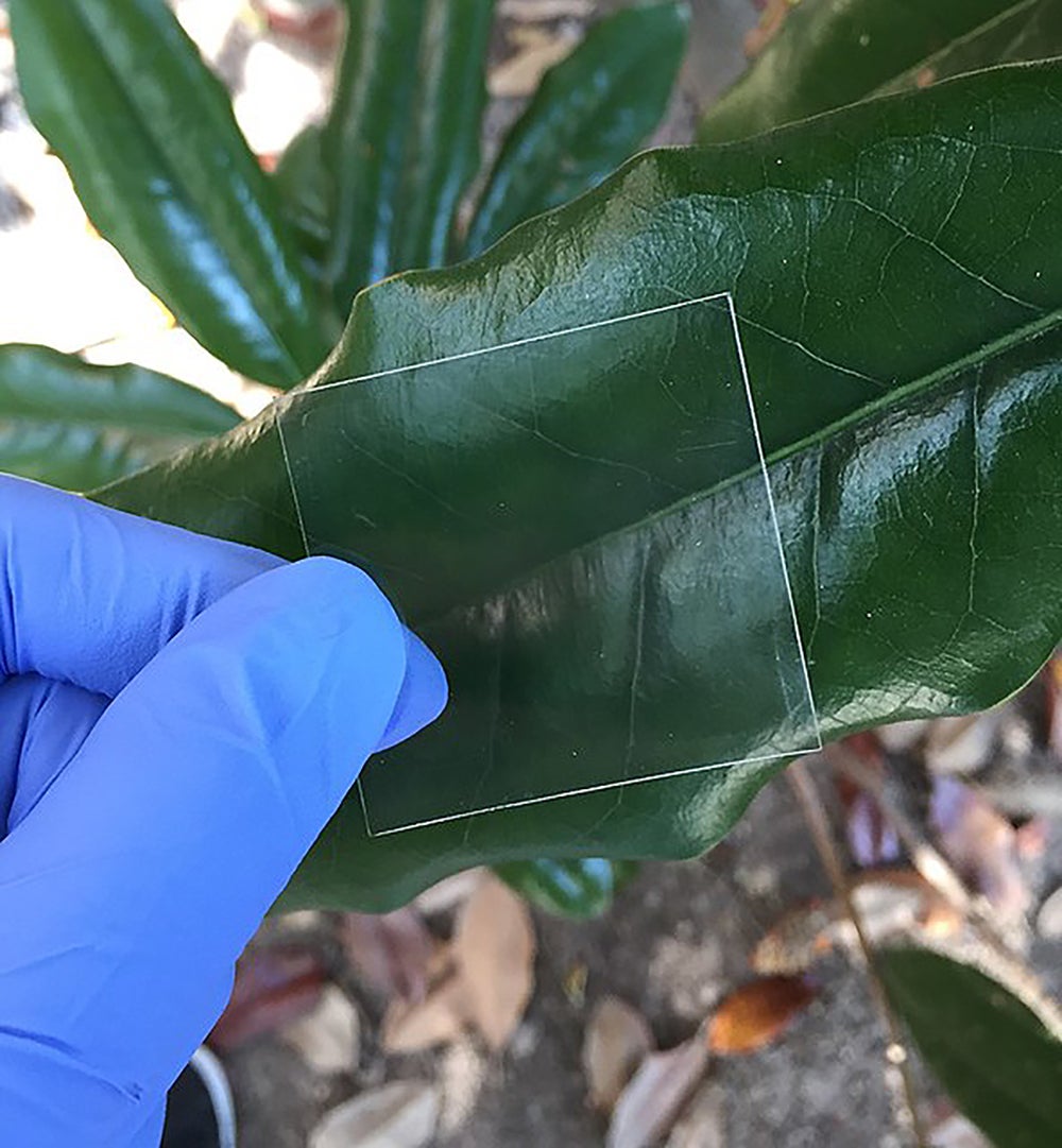 See-Through Wood Is Stronger Than Plastic and Tougher Than Glass ...