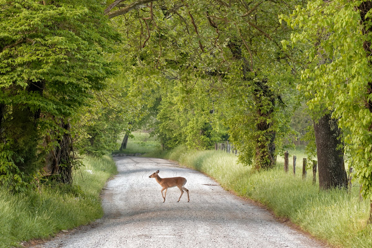 Animals Appreciate Recent Traffic Lull | Scientific American