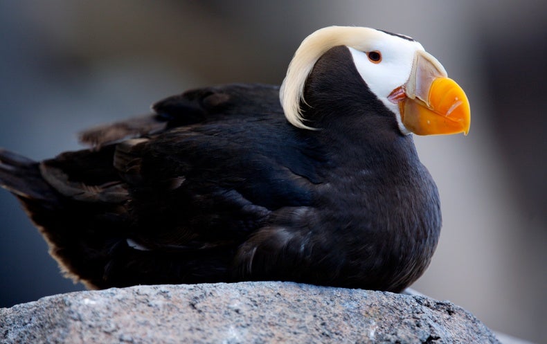 Mass Puffin Die-Off May Be Linked to Climate Change - Scientific American