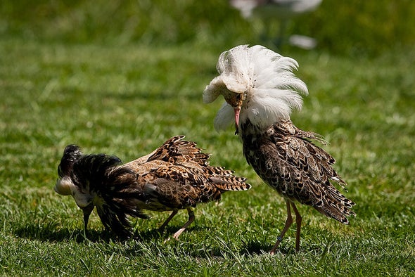 Supergene Determines Wading Birds Sex Strategy Scientific American