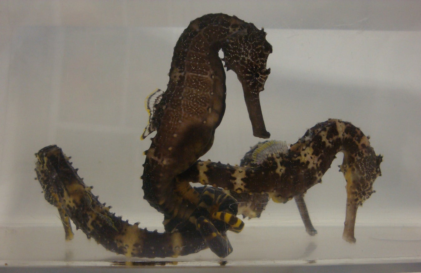 Seahorses' Genome Explains Why They Are So Weird | Scientific American