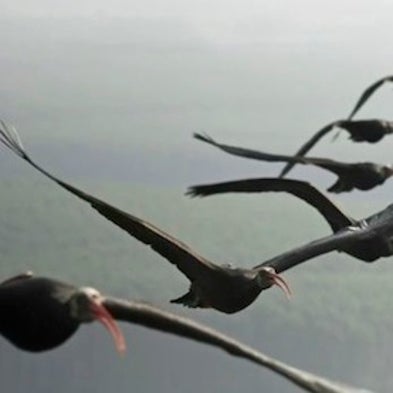 Migrating Birds Use Precise Flight Formations to Maximize Energy ...