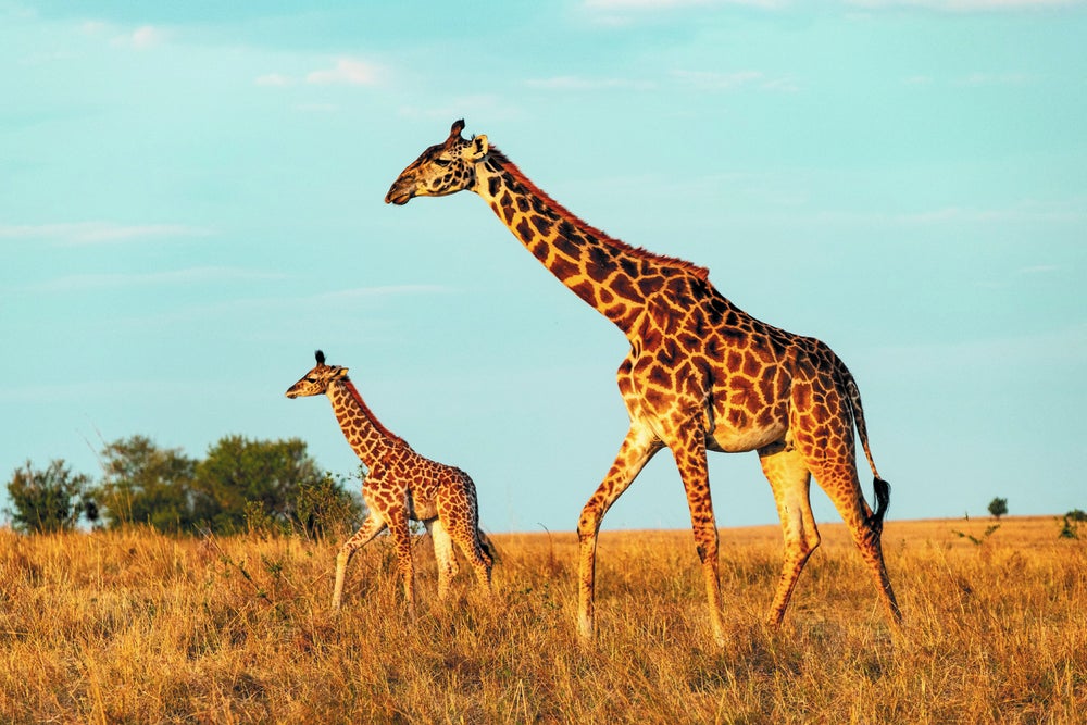 What Scientists Are Learning about Women's Health from Other Female ...