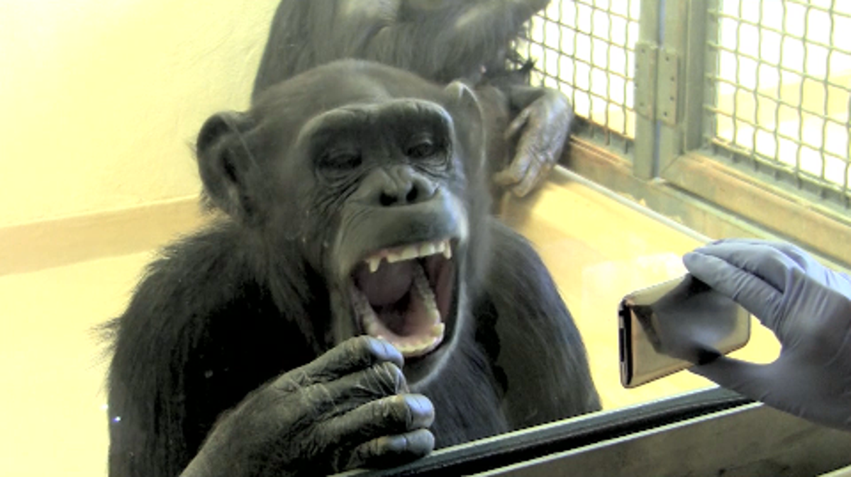 Why Is Yawning Contagious? | Scientific American