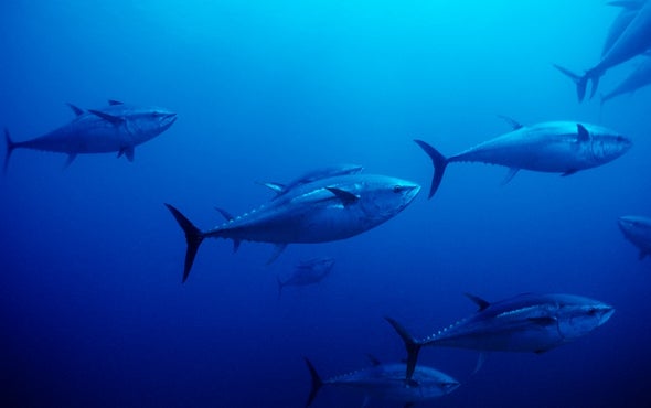 U N Makes A Bold Move To Protect Marine Life On The High Seas PONG Pesca u-n-makes-a-bold-move-to-protect-marine-life-on-the-high-seas-pong-pesca