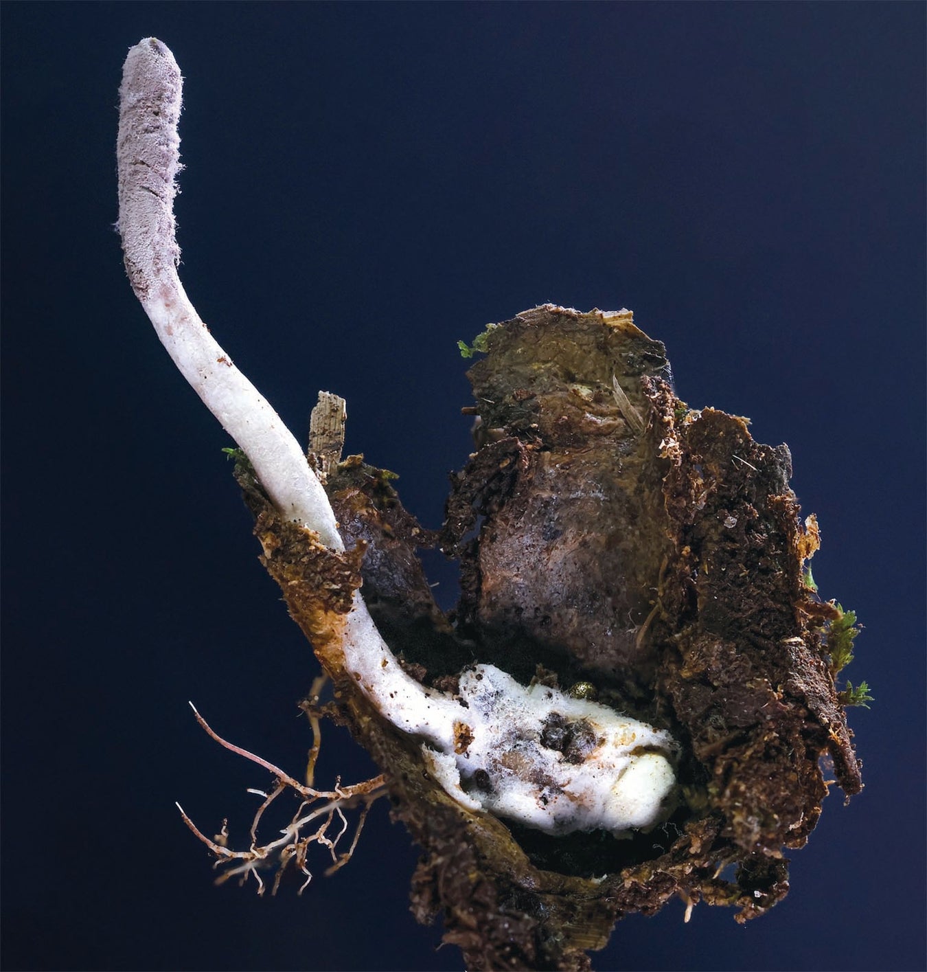 A Beautiful Newfound Fungus Mummifies Its Spider Prey | Scientific American
