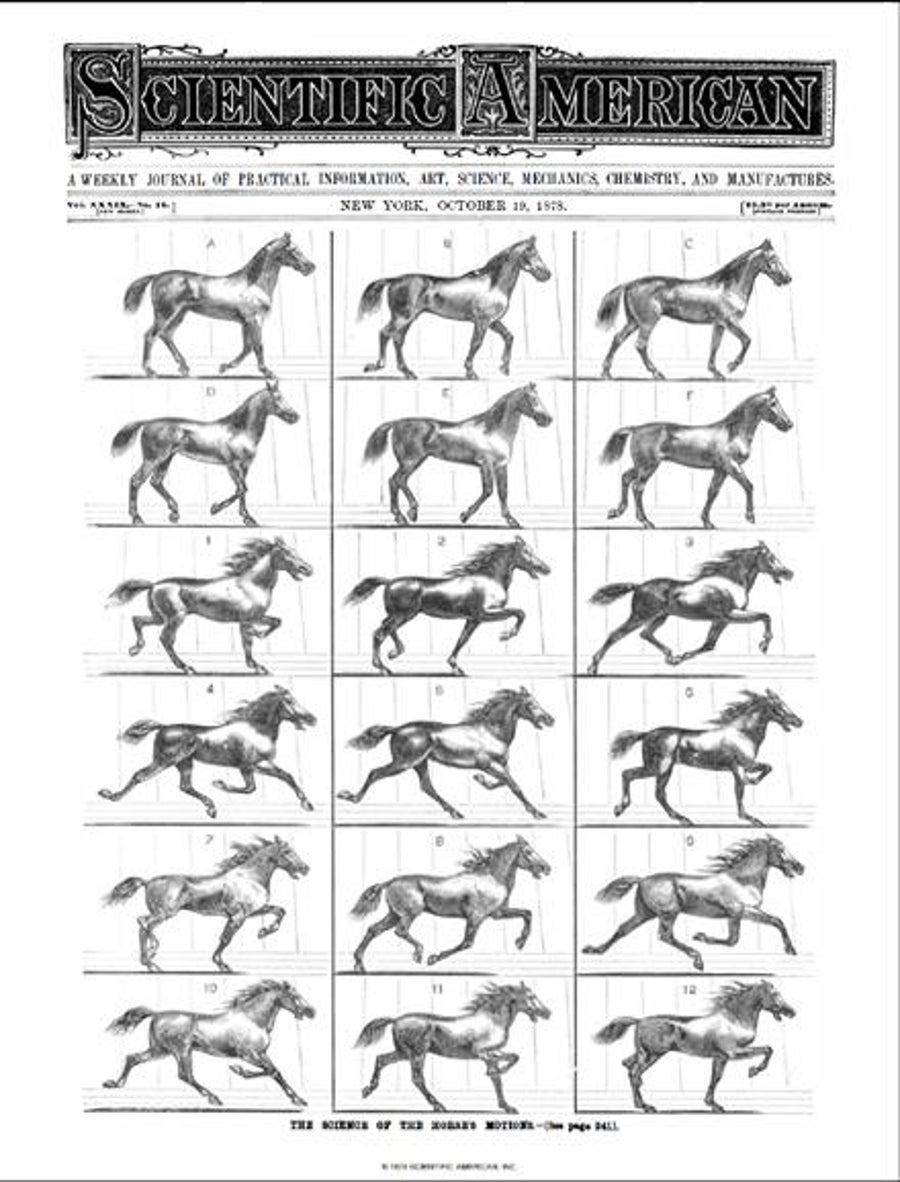 A Horse's Motion Scientifically Determined | Scientific American