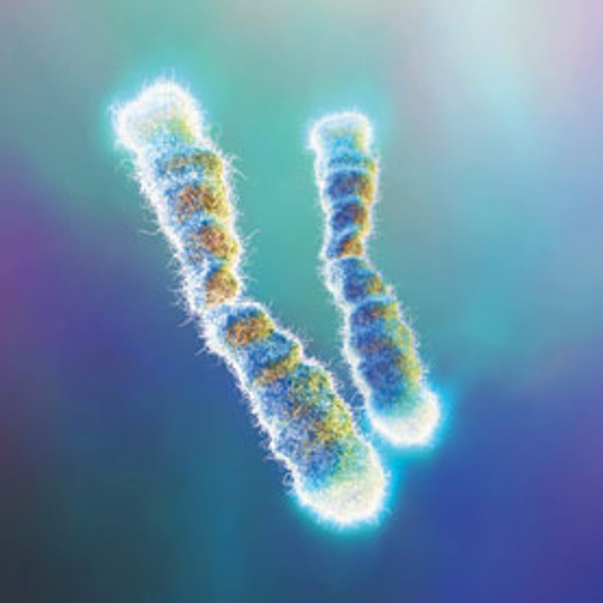 My, What Long Telomeres You Have | Scientific American