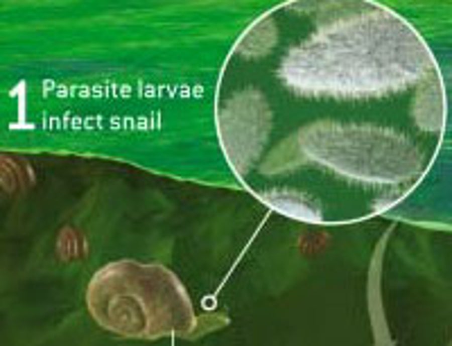 Explaining Frog Deformities: How Parasites Can Cripple Frogs ...