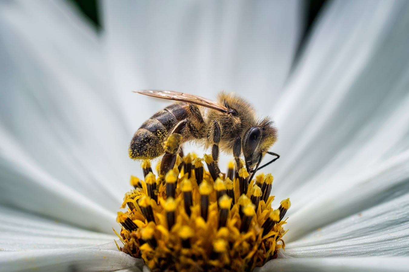 Surprise: Bees Need Meat | Scientific American