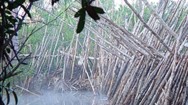 Ancient Amazon Actually Highly Urbanized - Scientific American