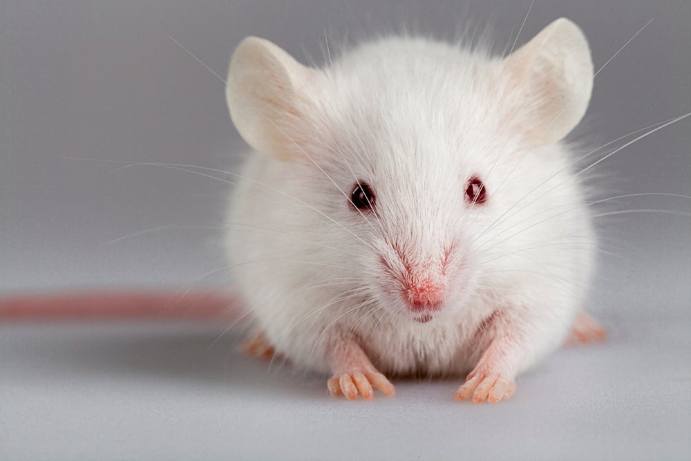 Researchers Enable "Super Mice" to See Near-Infrared Light | Scientific ...