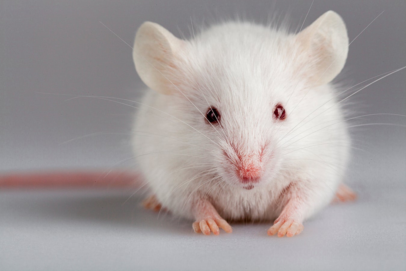 Researchers Enable "Super Mice" to See Near-Infrared Light | Scientific ...