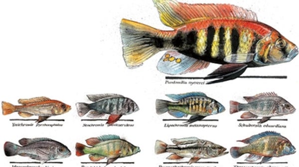 The Extraordinary Evolution of Cichlid Fishes - Scientific American