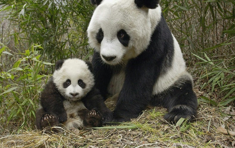 Pandas Swoon to Particular Croons - Scientific American