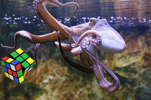 Rubik's Cube to Reveal Octopus Handedness | Scientific American