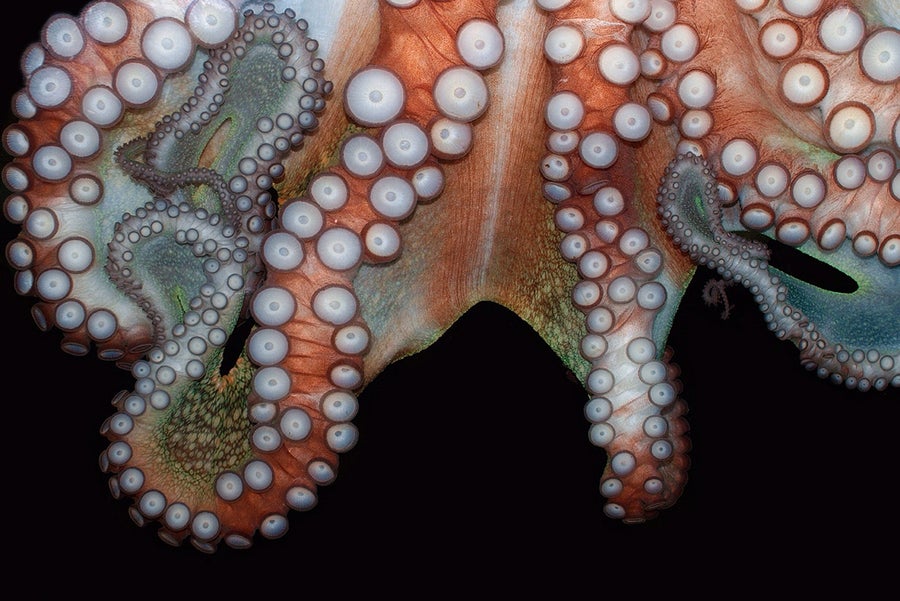 Octopus-Inspired Robots: Silicone Skin Can Change Texture for "3-D ...
