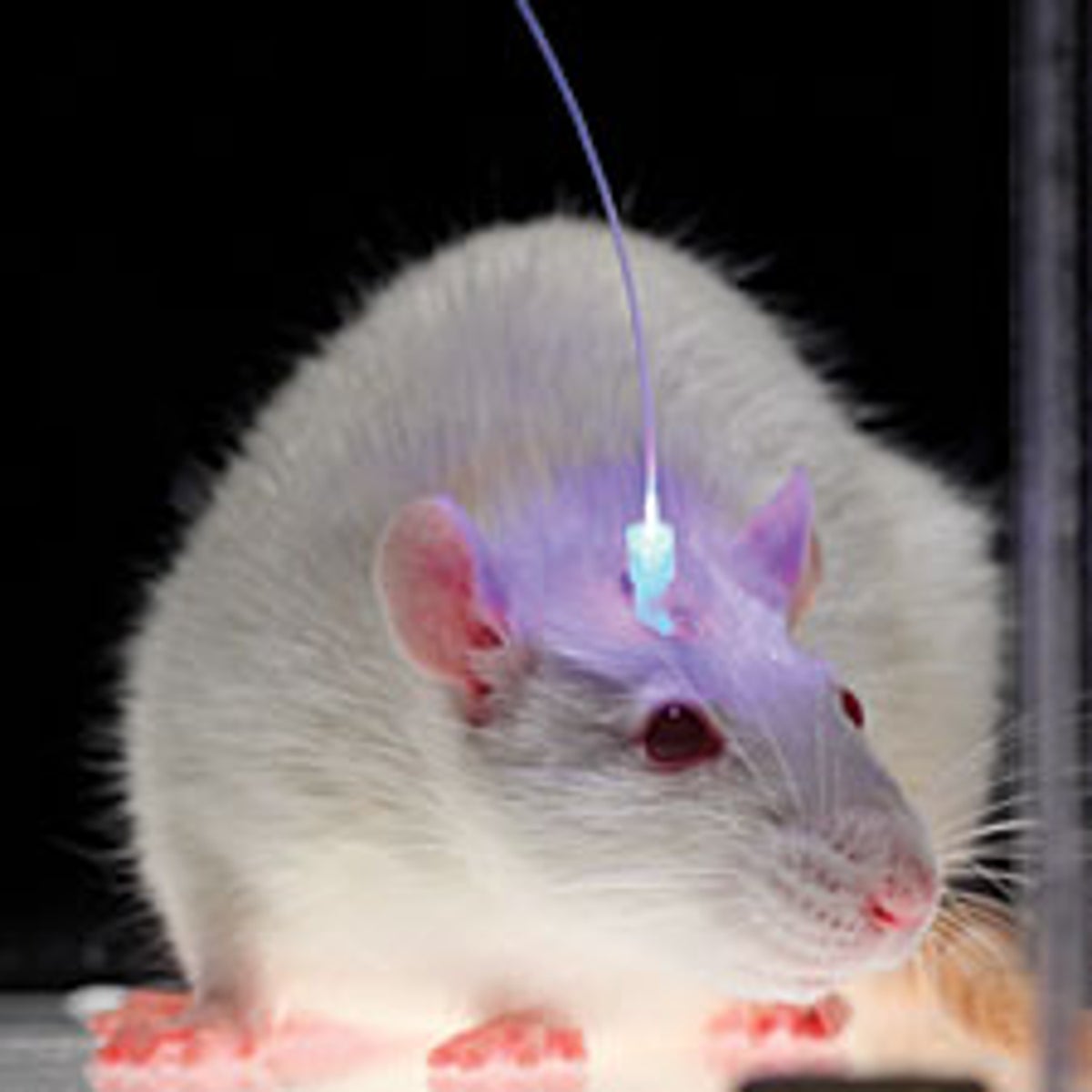 Using Light and Genes to Probe the Brain | Scientific American