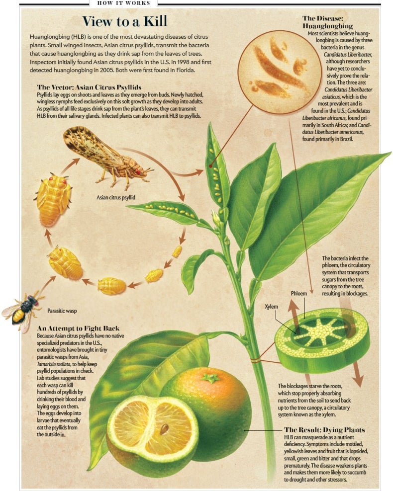 Image 3 Scientific American image-3-scientific-american