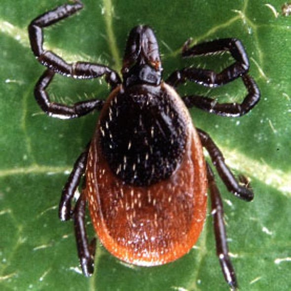 Lyme Disease Pushes Northward - Scientific American