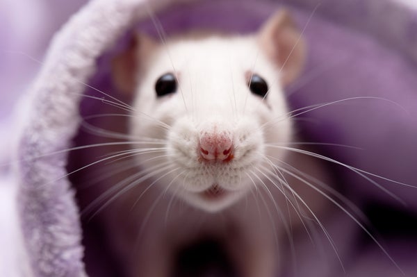 Software Sniffs Out Rat Squeaks | Scientific American