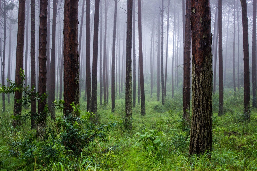 How Forest Mythology Leads to Preservation--And Plunder | Scientific ...