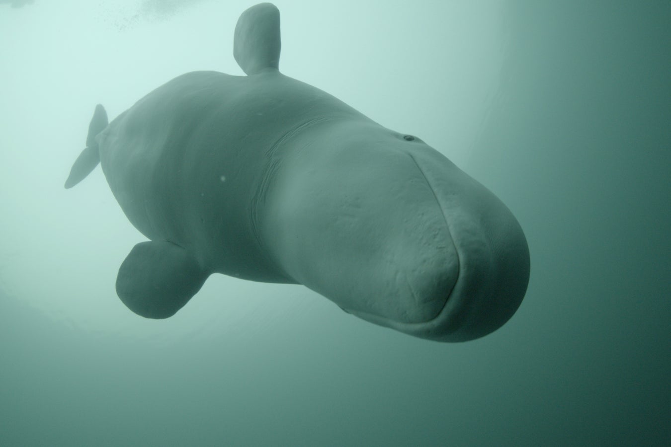 Former Russian 'Spy Whale' Faces His Greatest Danger | Scientific American