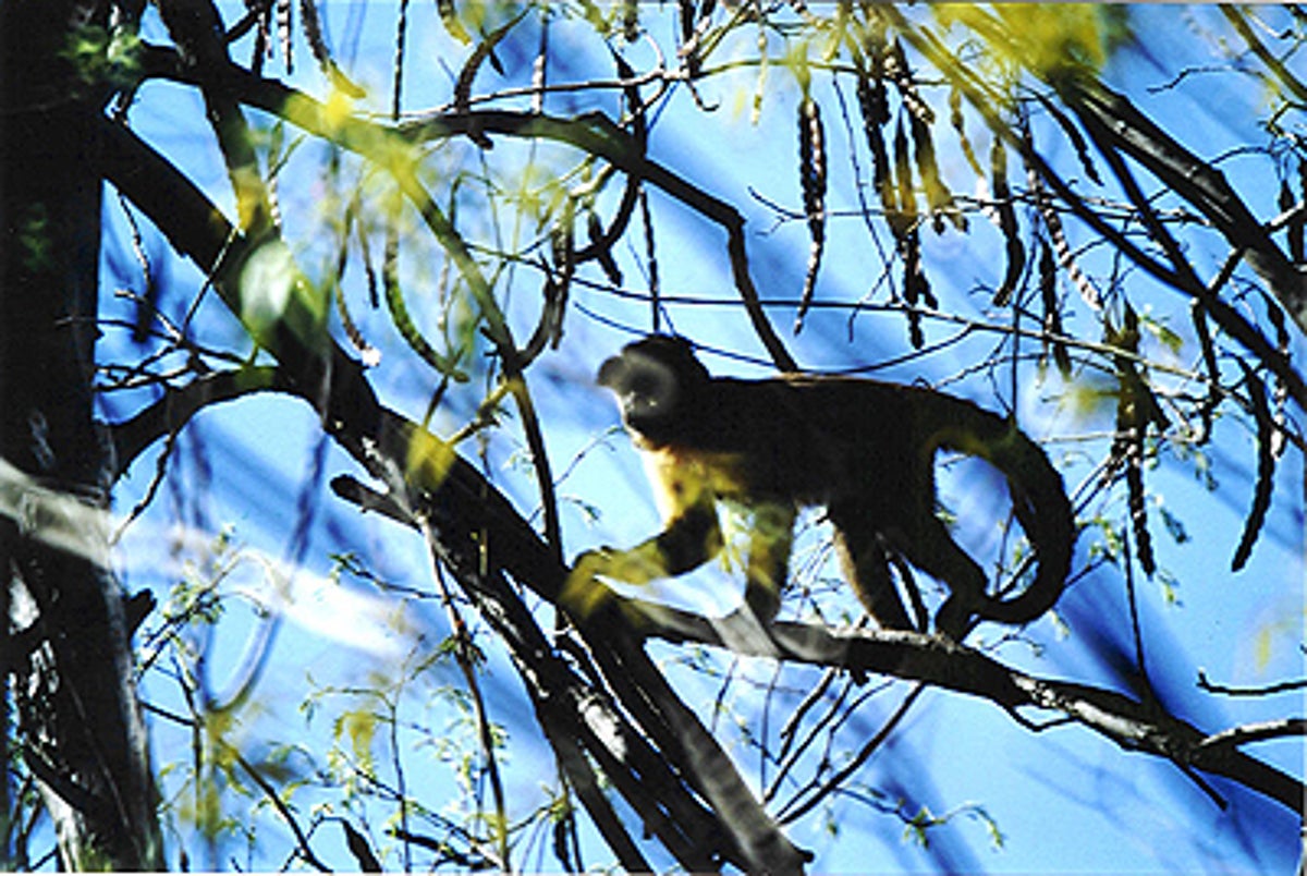 Monkey Tool Use | Scientific American