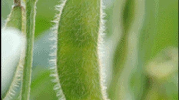 Genetically Modified Crops Survive Weed-Whacking Herbicide - Scientific ...