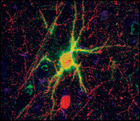 One Person, One Neuron? - Scientific American