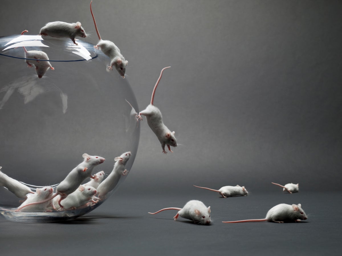 Pinpointing the Brain's Motivation Switch | Scientific American