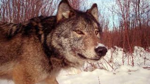 The Wolf and the Moose: Natural Enemies That Need Each Other ...