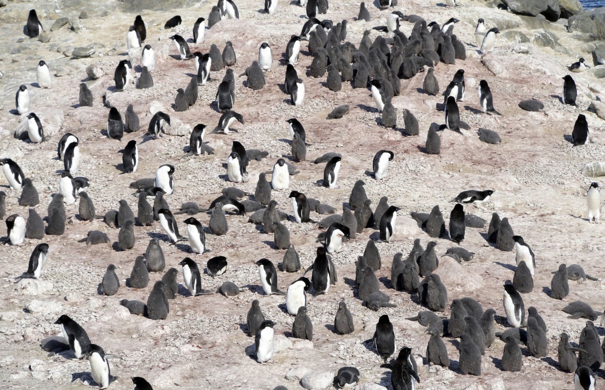 Cooped Up at Home? Help Scientists Spot Penguins from Space or Seek Out ...