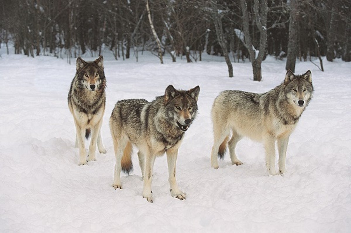 Wolves Have Local Howl Accents | Scientific American