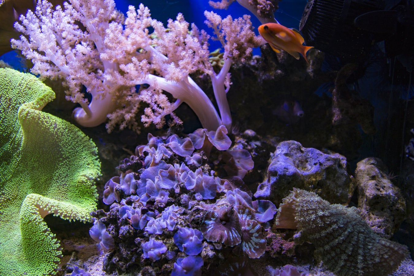 15 Surprising Environmental Trends to Watch in 2017 | Scientific American