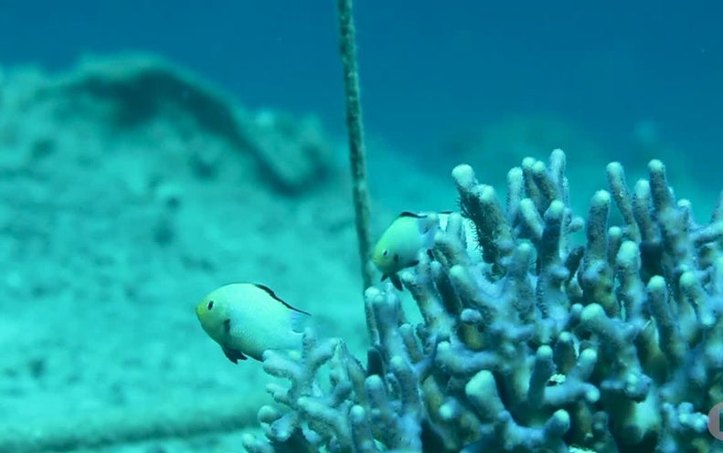 Scientists Learn from a Fish School - Scientific American