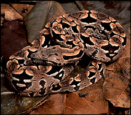 "Extinction Vortex" Could Result from Endangered Species Alerts ...