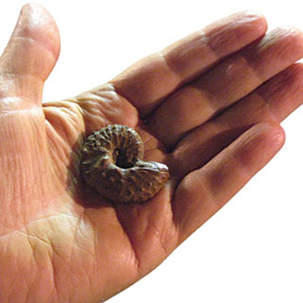 Digging Up Valuable Fossils in Suburban New Jersey | Scientific American