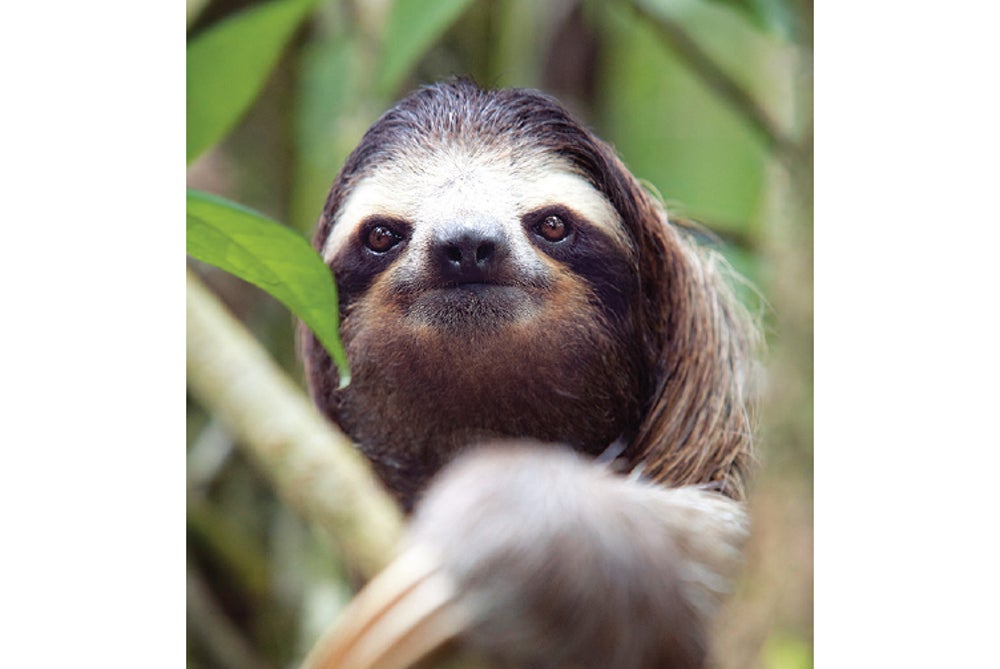 It's Official: Three-Toed Sloths Are the Slowest Mammals on Earth ...