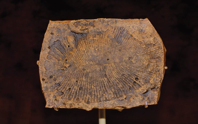 Ancient, Pancake-Shaped Marine Animals Were on the Move - Scientific ...