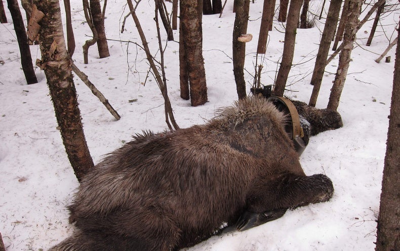 As Winters Warm, Blood-Sucking Ticks Drain Moose Dry - Scientific American