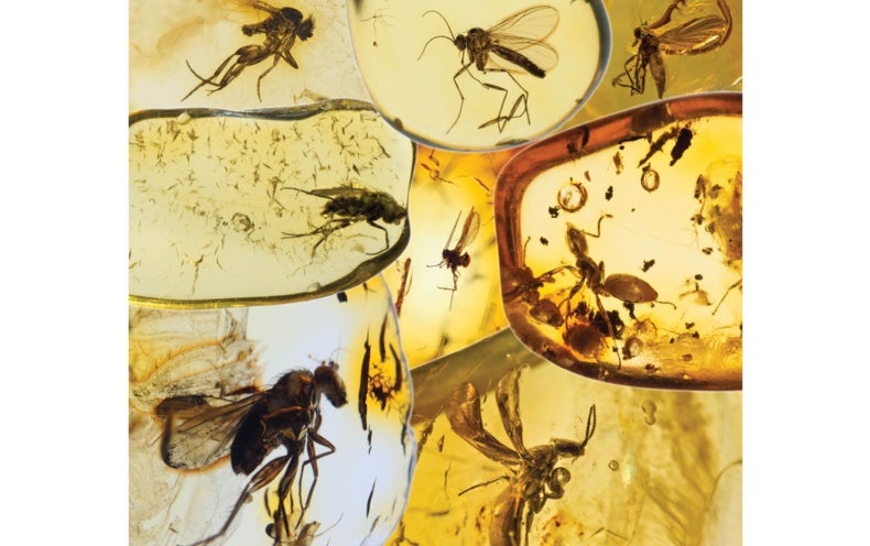 Mysterious Insect Fossil Gap Explained - Scientific American