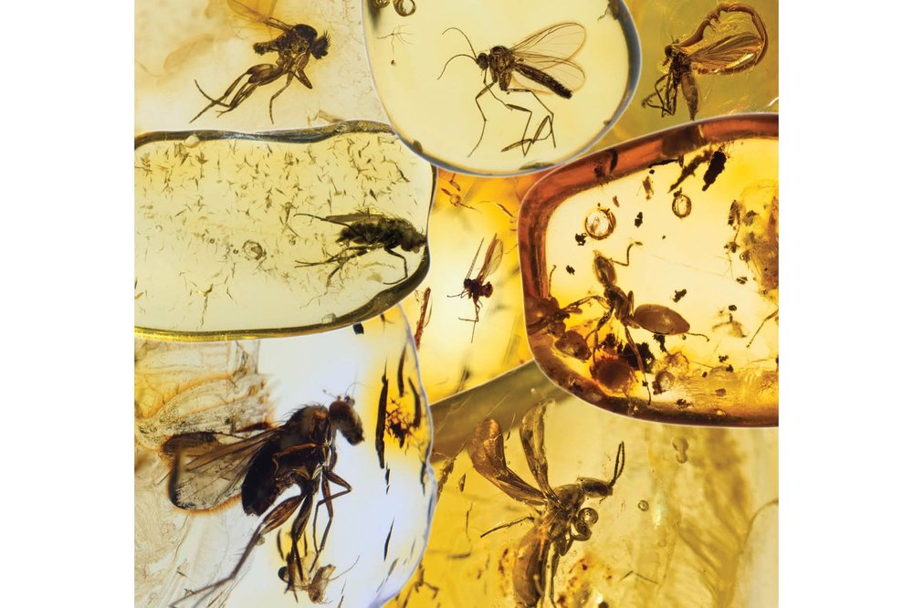 Mysterious Insect Fossil Gap Explained | Scientific American