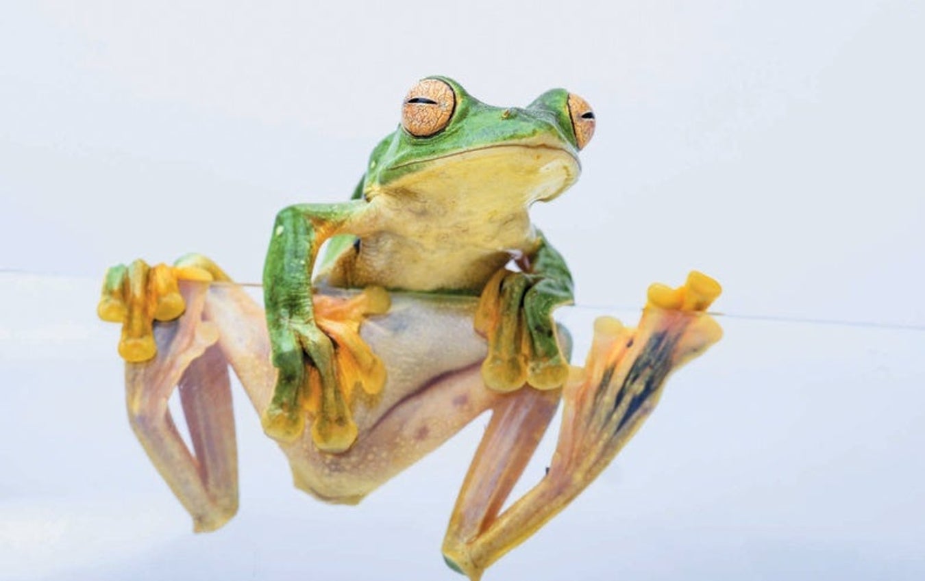 How Parachute Frogs Took to the Sky | Scientific American