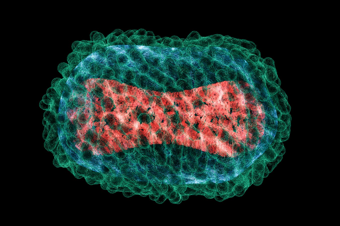 What You Need to Know about Monkeypox | Scientific American