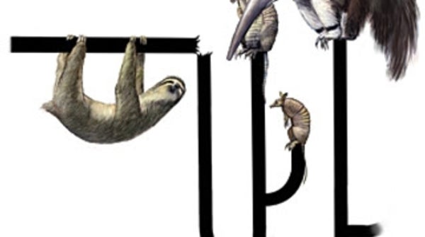On a Mission to Save Sloths - Scientific American