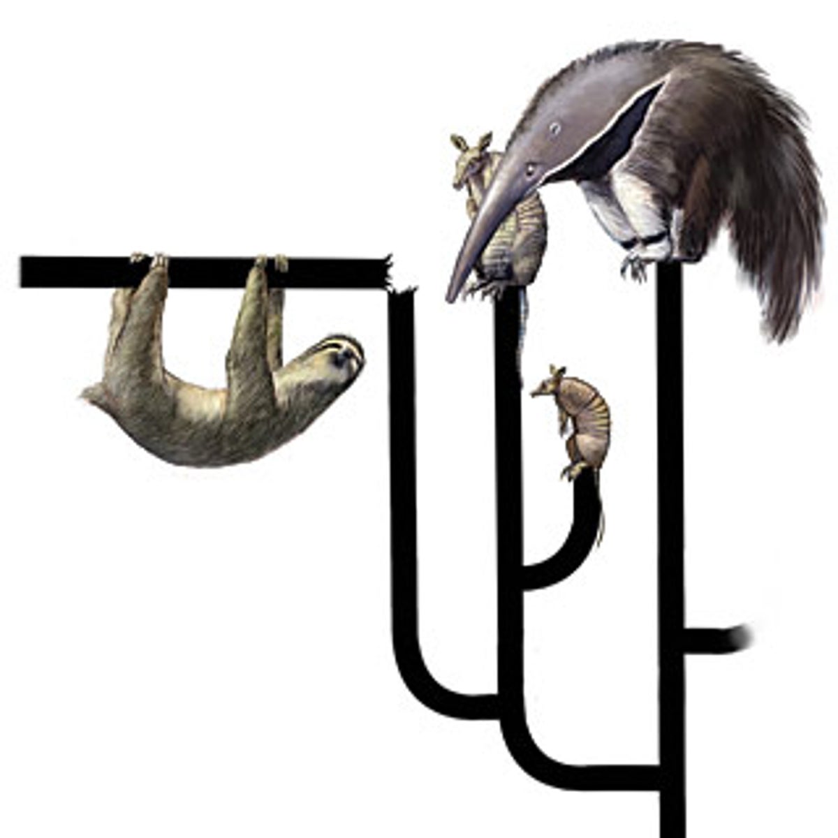 On a Mission to Save Sloths | Scientific American